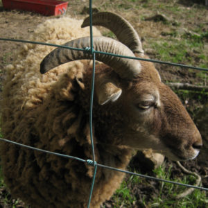 Our Animals - Lurgybrack Open Farm