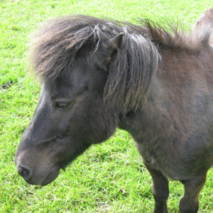 Our Animals - Lurgybrack Open Farm