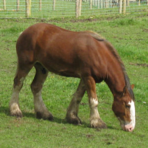 Our Animals - Lurgybrack Open Farm