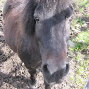 Our Animals - Lurgybrack Open Farm