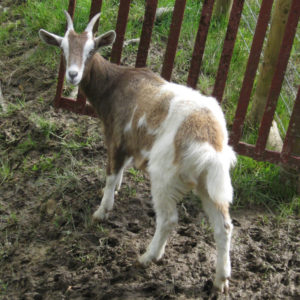Our Animals - Lurgybrack Open Farm