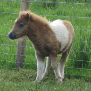 Our Animals - Lurgybrack Open Farm