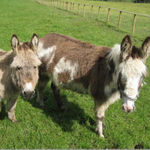 Our Animals - Lurgybrack Open Farm