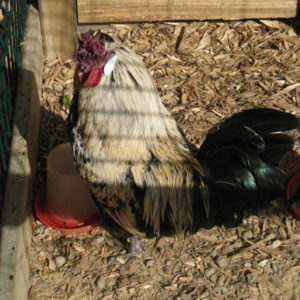Our Animals - Lurgybrack Open Farm